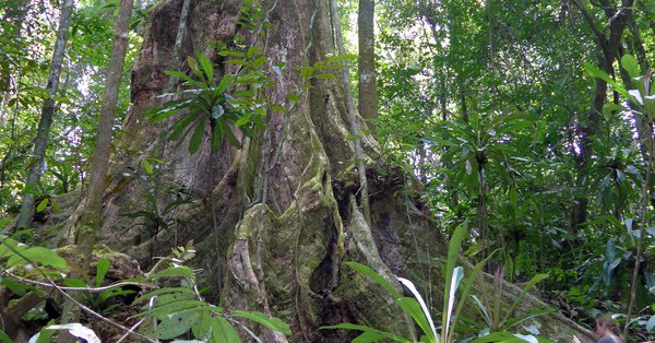 Biodiversity Game